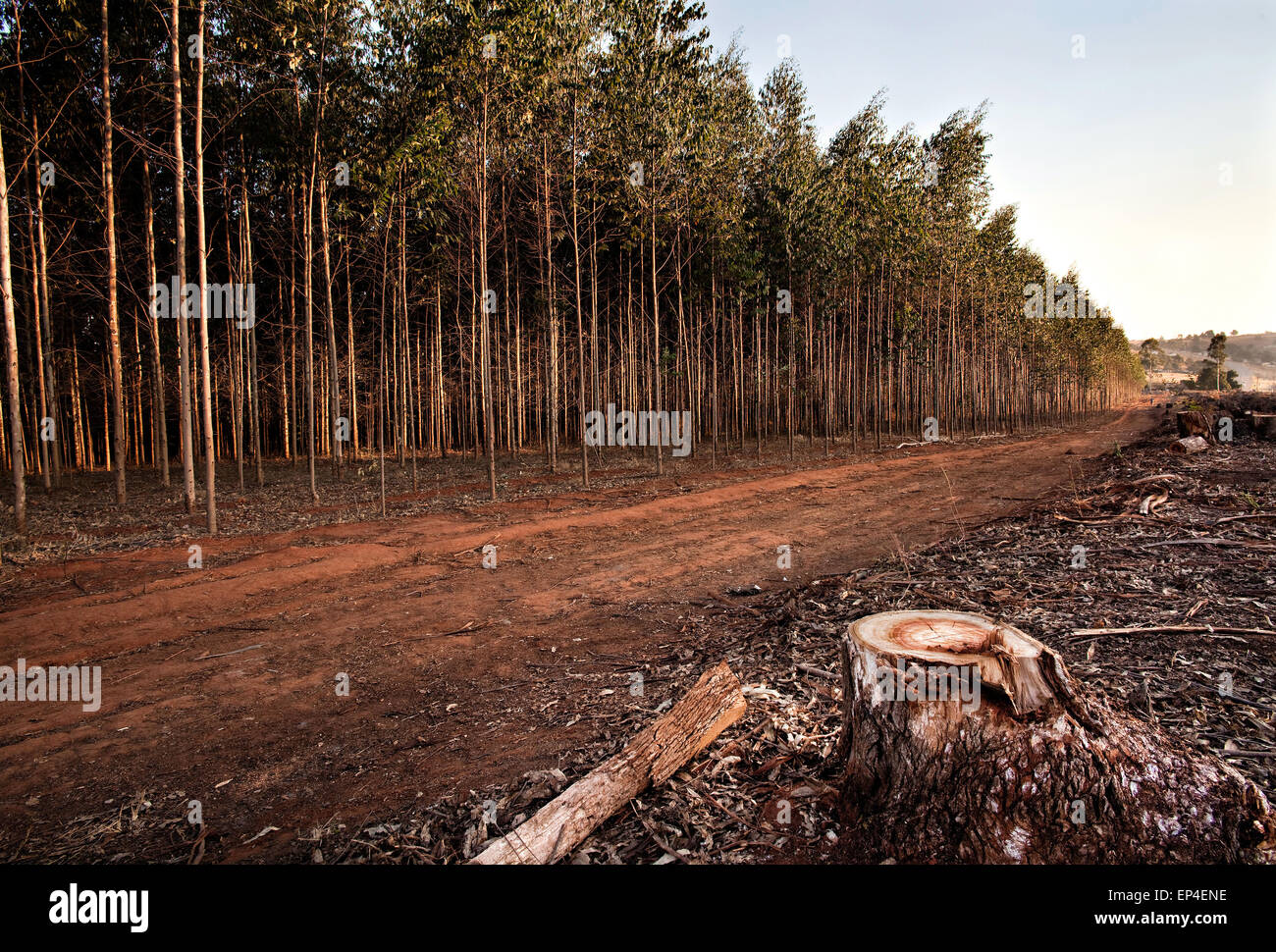 A tree stump next to a dirt road alongside a tree farm in Swaziland ...