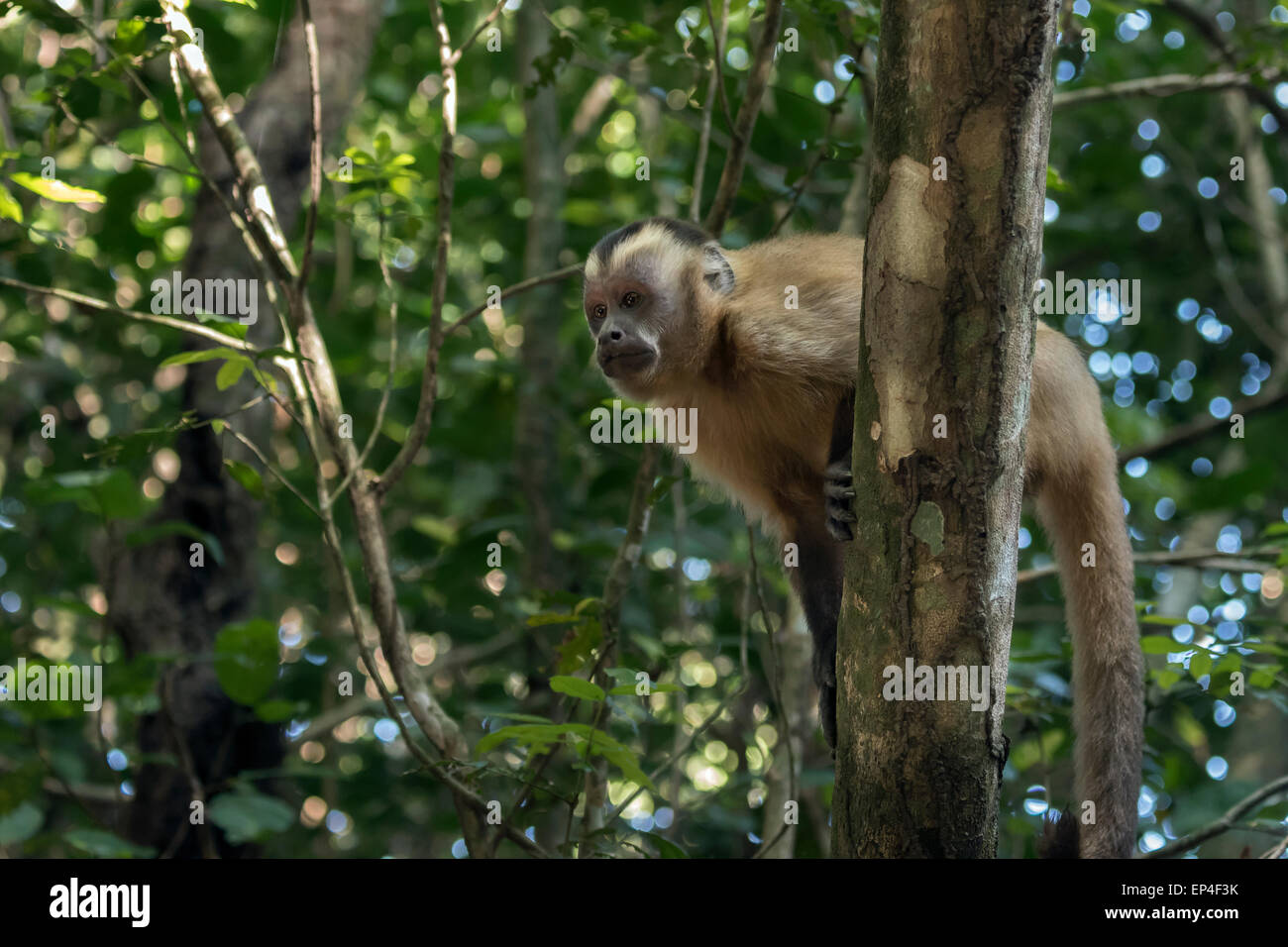 Brown capuchin monkey in a tree Stock Photo - Alamy