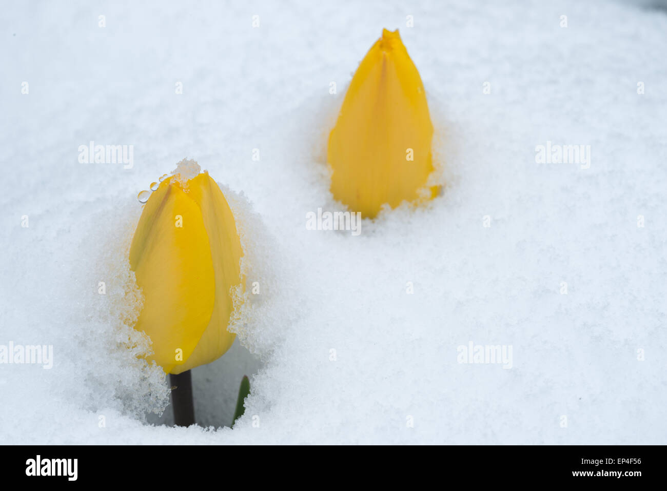 A pair of tulip blossoms nearly covered up by a spring snowstorm, St ...