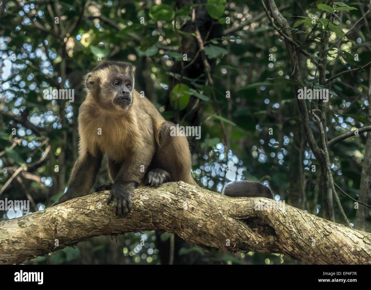 Brown capuchin monkey hi-res stock photography and images - Alamy