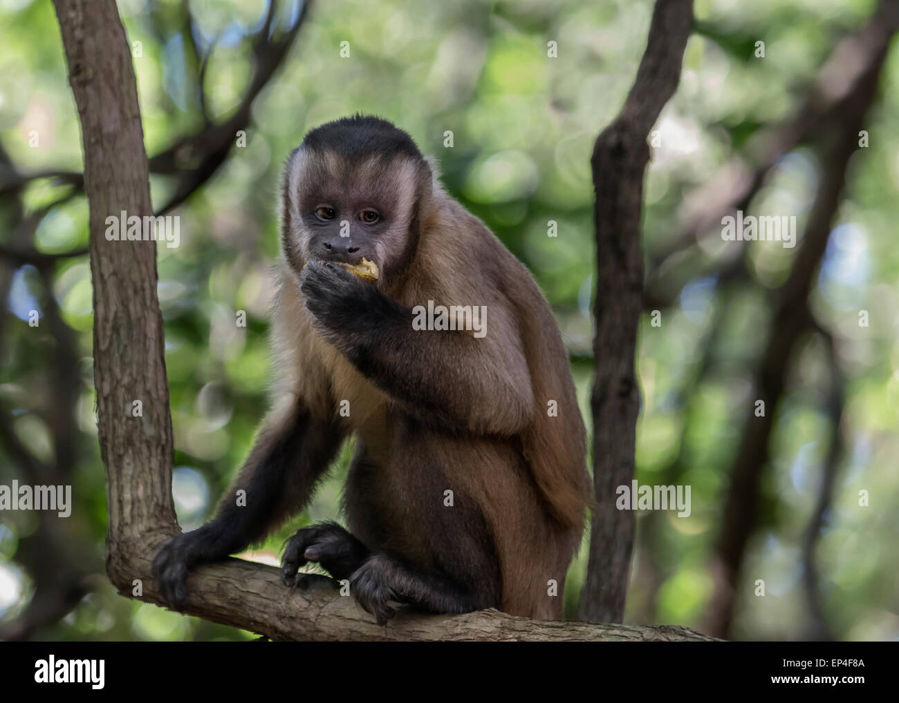 Brown capuchin monkey hi-res stock photography and images - Alamy