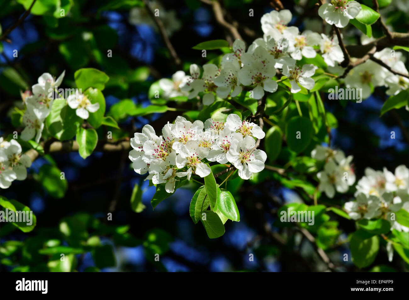 Pyrus communis. Beautiful flowers closeup. Spring background Stock ...