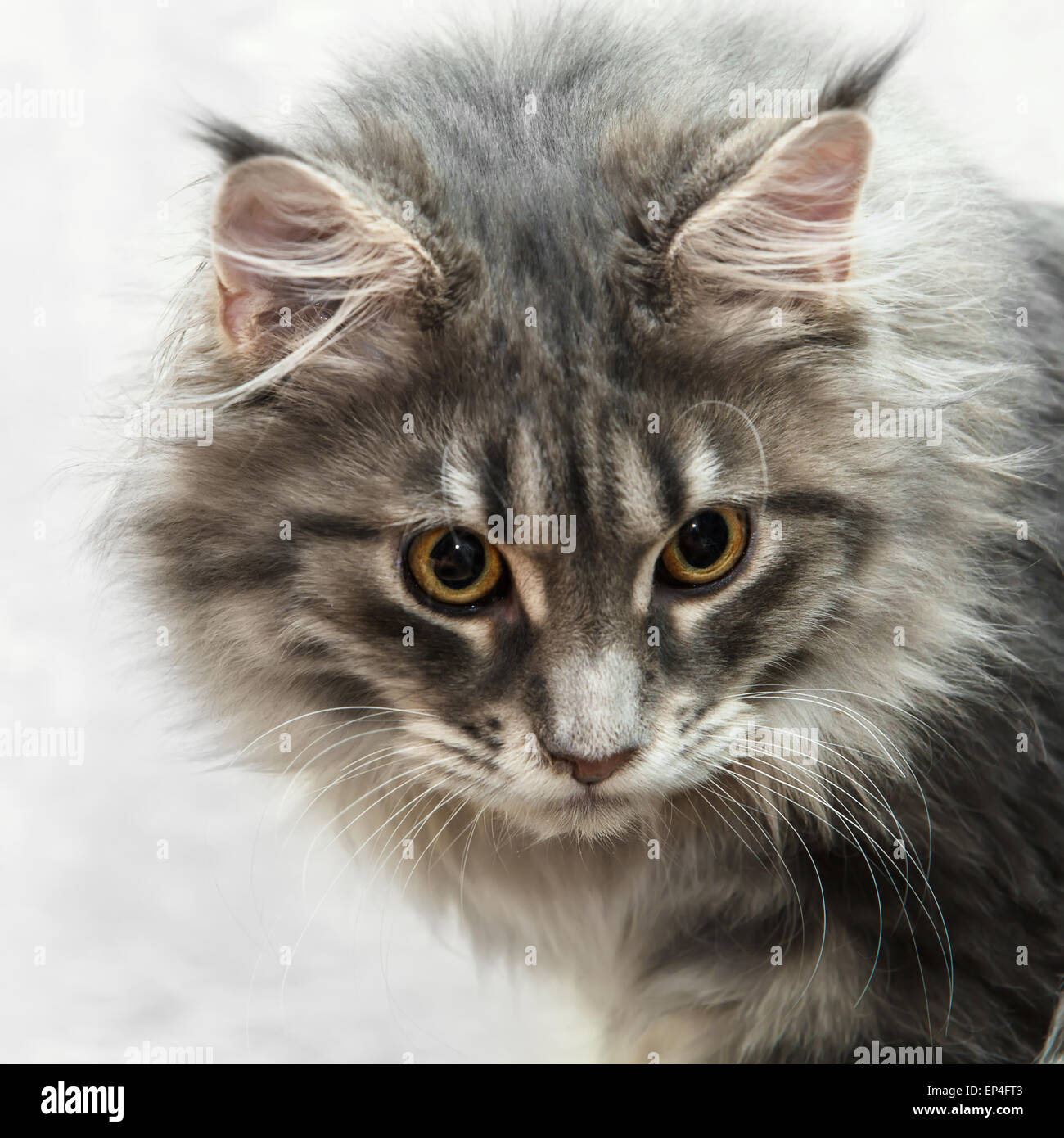 Yellow Maine Coon 20 Pictures That Prove Maine Coons Are Just Gentle