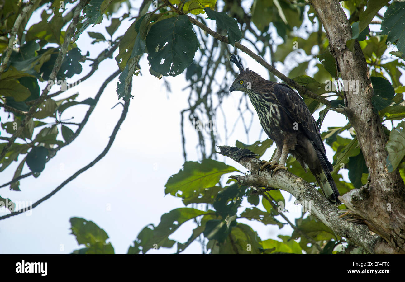 Changeable Hawk Eagle (Spizaetus cirrhatus), Kabini, Karnadaka, India ...