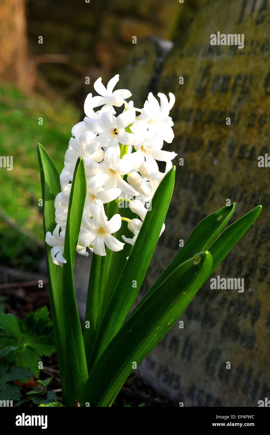 The death of hyacinth hi-res stock photography and images - Alamy