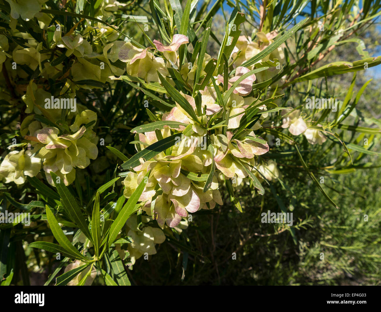 Hop bush hi-res stock photography and images - Alamy