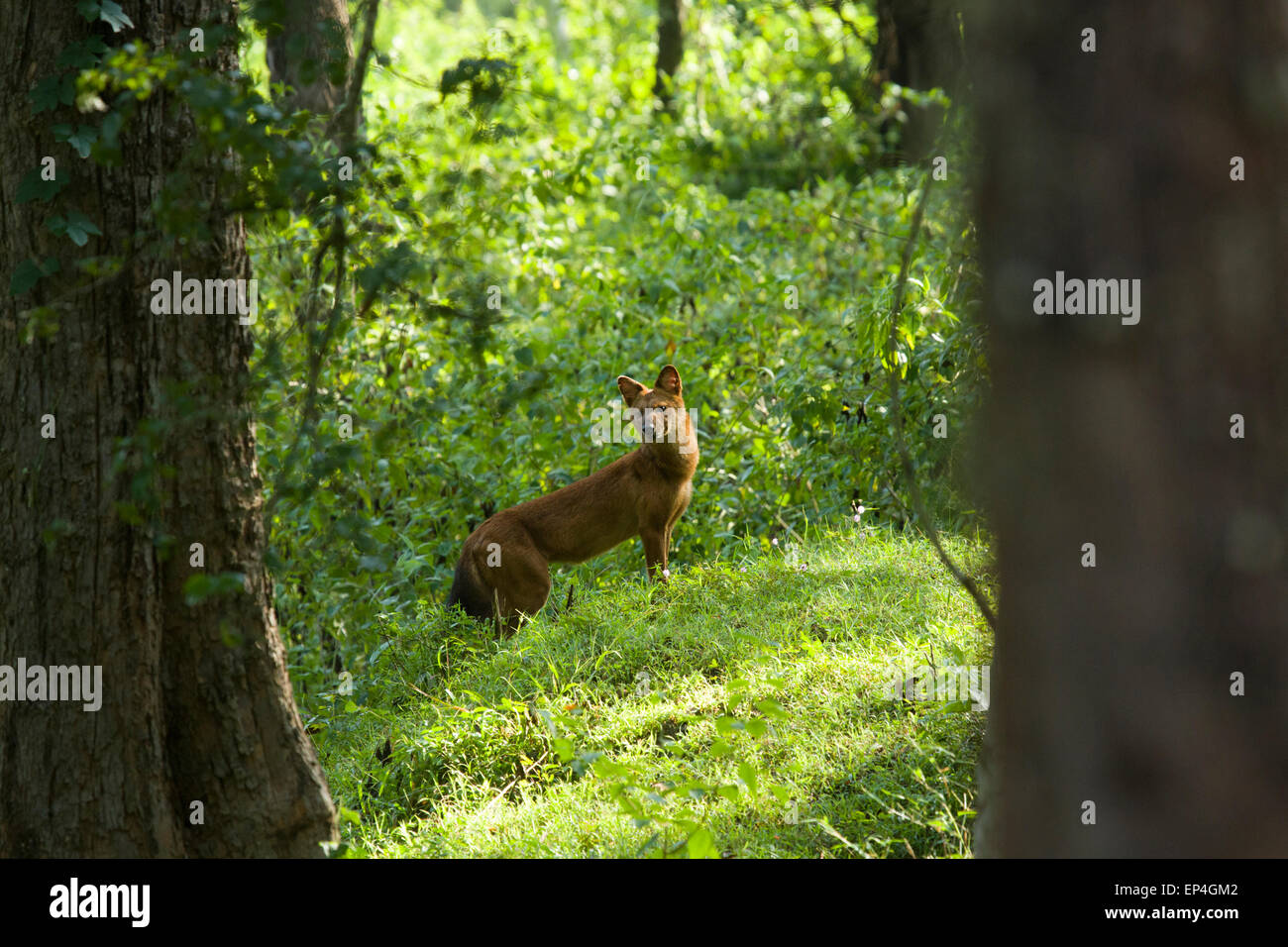 Asian wild dog hi-res stock photography and images - Alamy