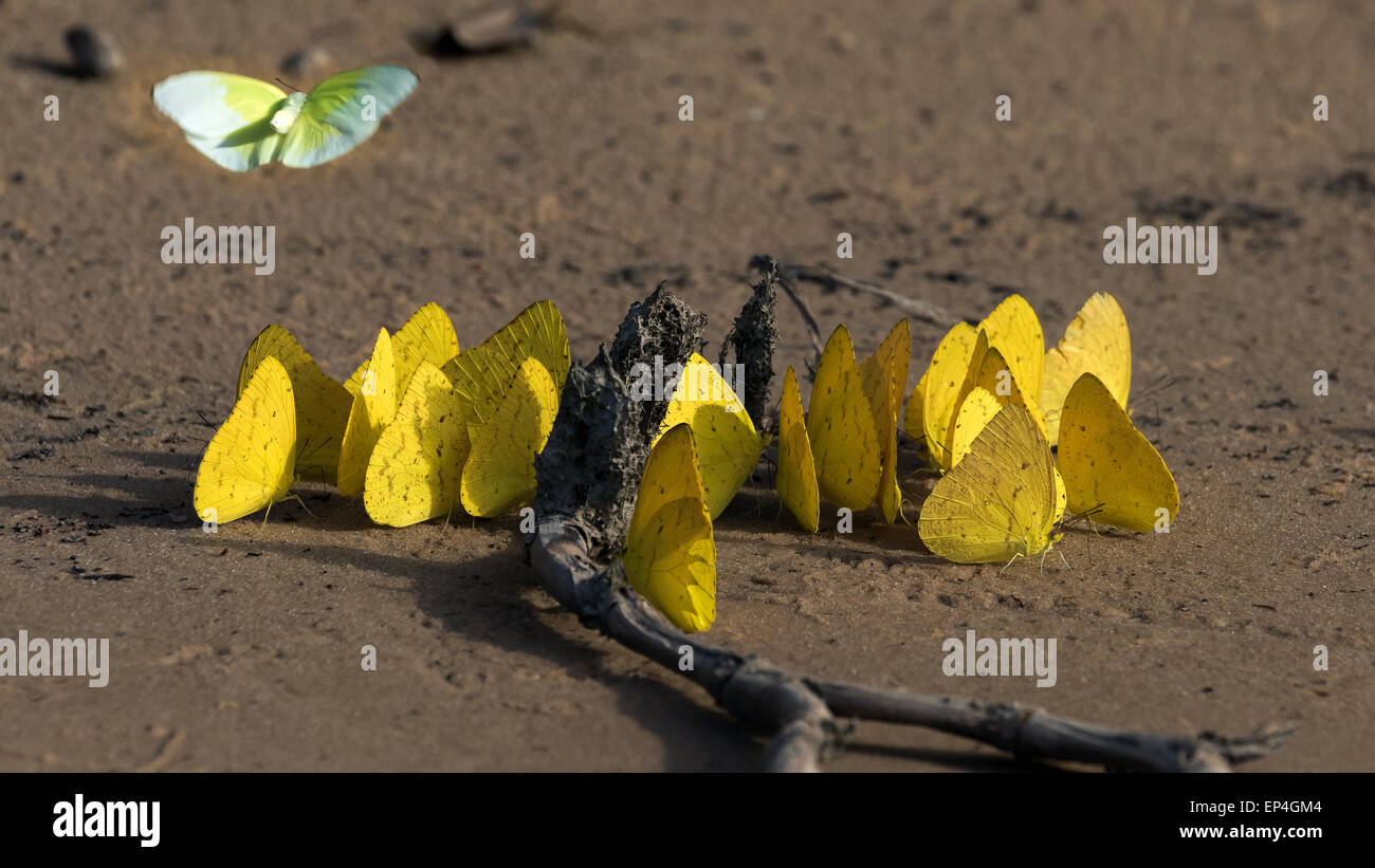 Float like butterfly hi-res stock photography and images - Alamy
