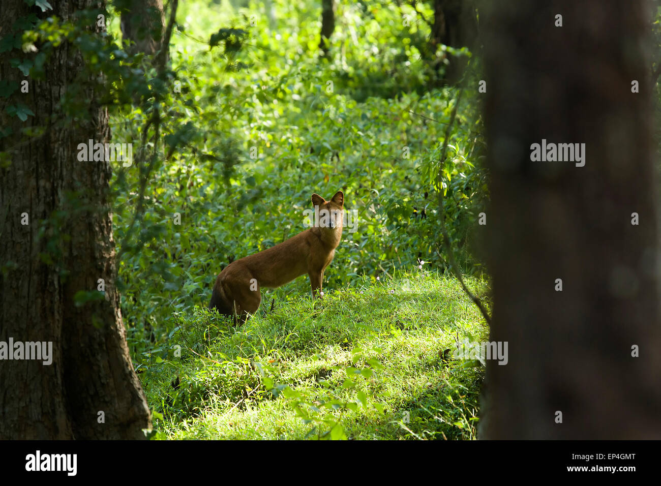 Asian wild dog, Cuon alpinus, Bandipur National Park, Western Ghats ...