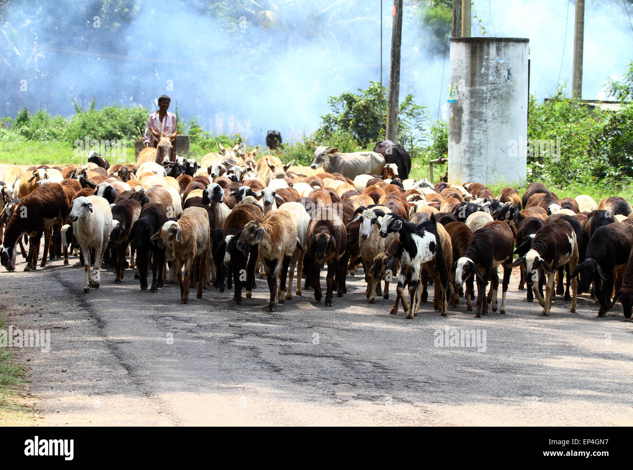 Livestock herding herder herd goats goatherd goat animals animal hi-res ...