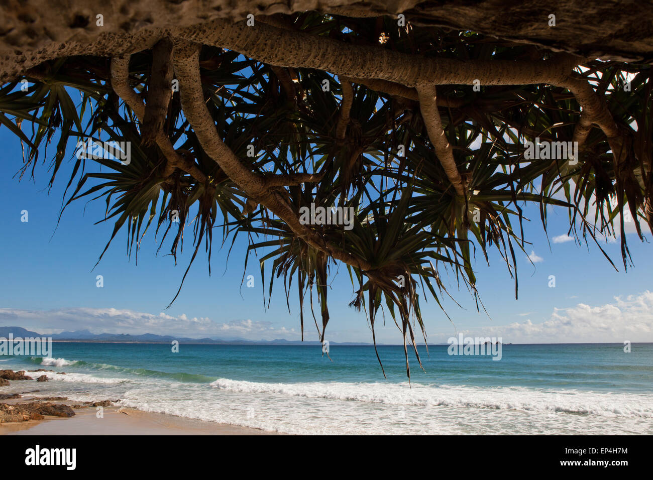 Hala tree hi-res stock photography and images - Alamy