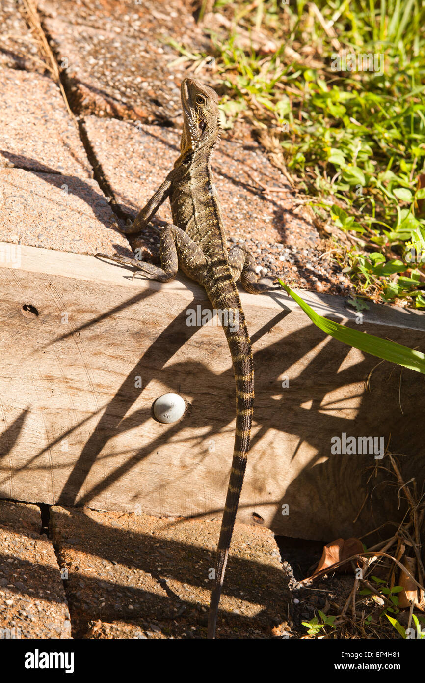 A lizard stands on a stair as it looks left Stock Photo - Alamy