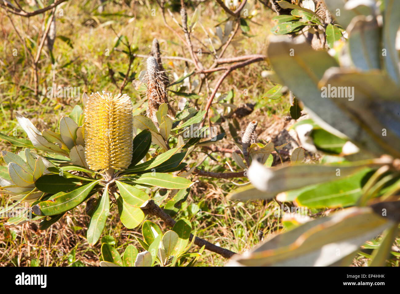 Banksia Praemorsa grow naturally along the shores of Australia Stock ...