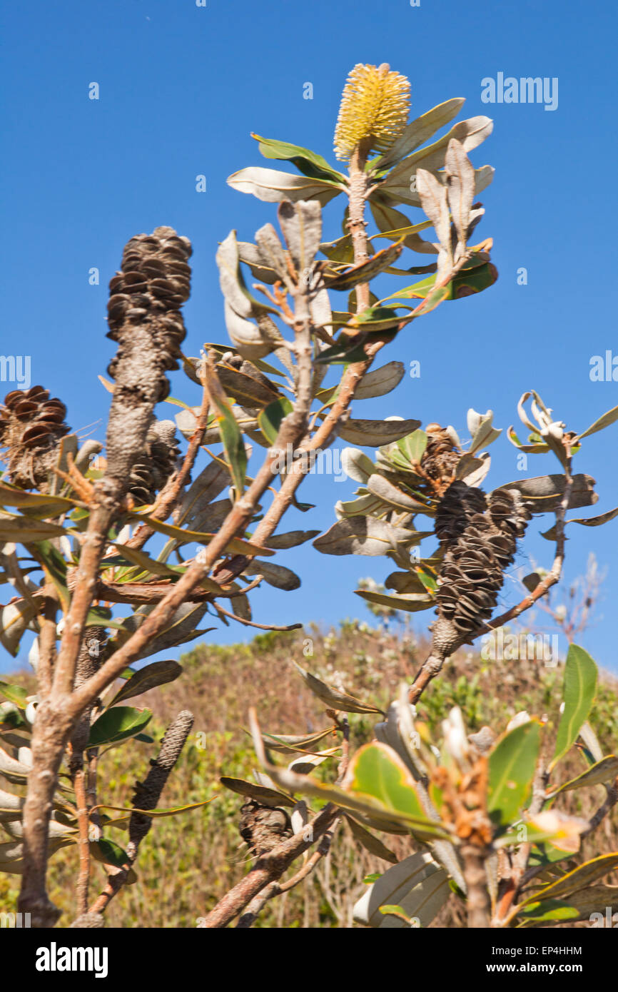 A low angle of a banksia praemorsa in the blue sky somewhere in ...
