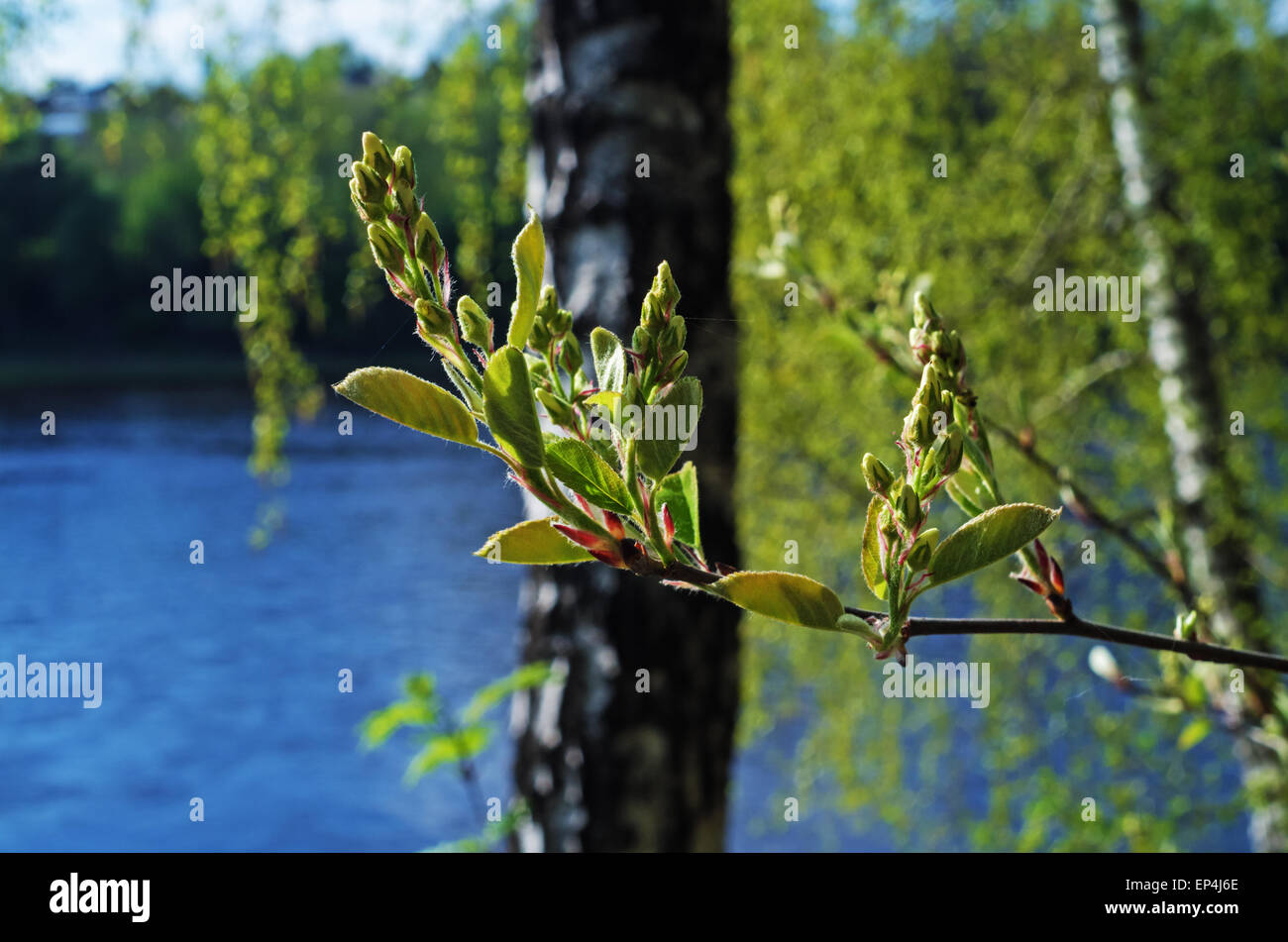 Spring river landscape with new foliage Stock Photo - Alamy