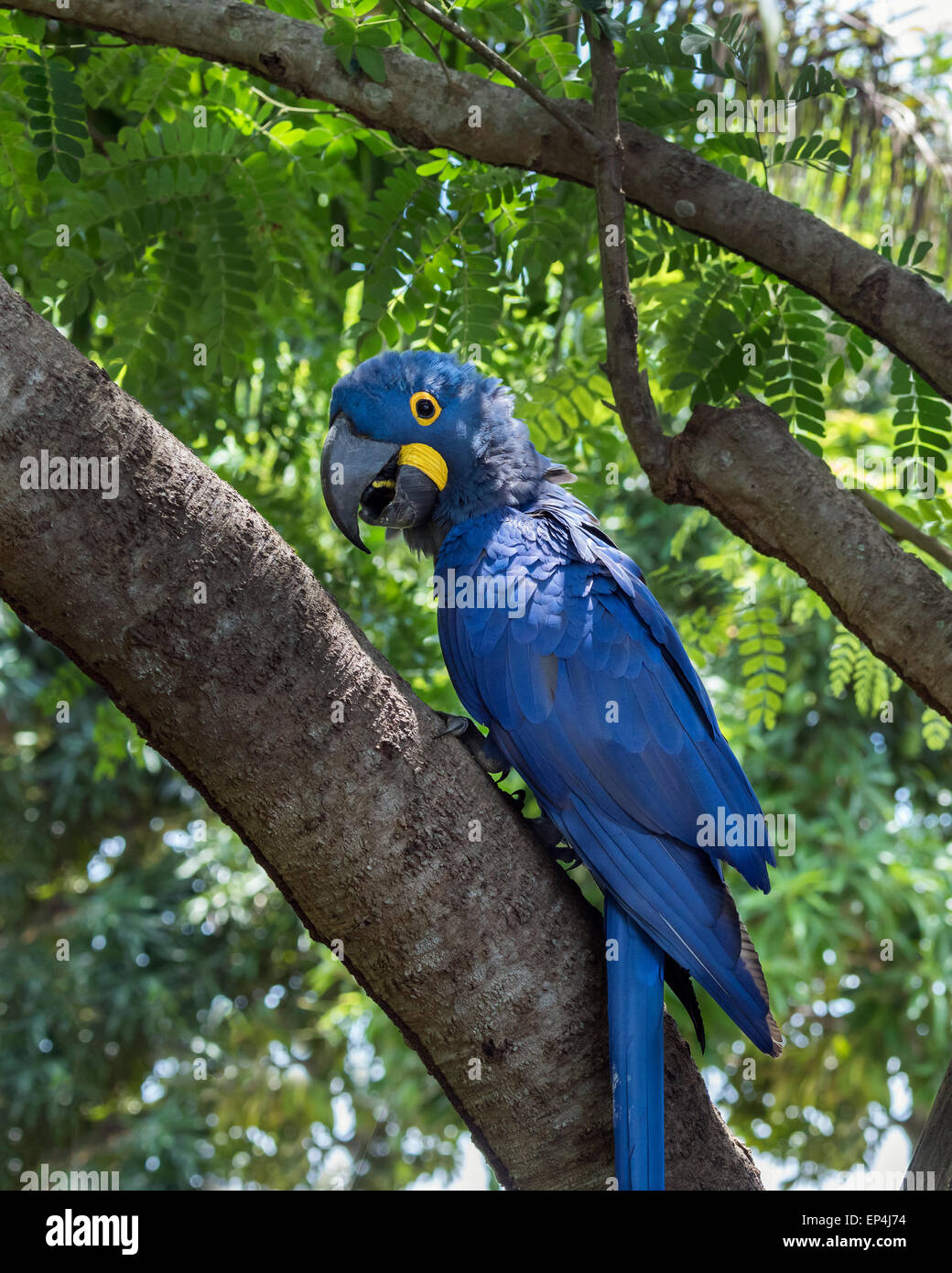 Hyacinth macaw clinging to a tree branch, Porto Joffre, Rio Cuiaba ...