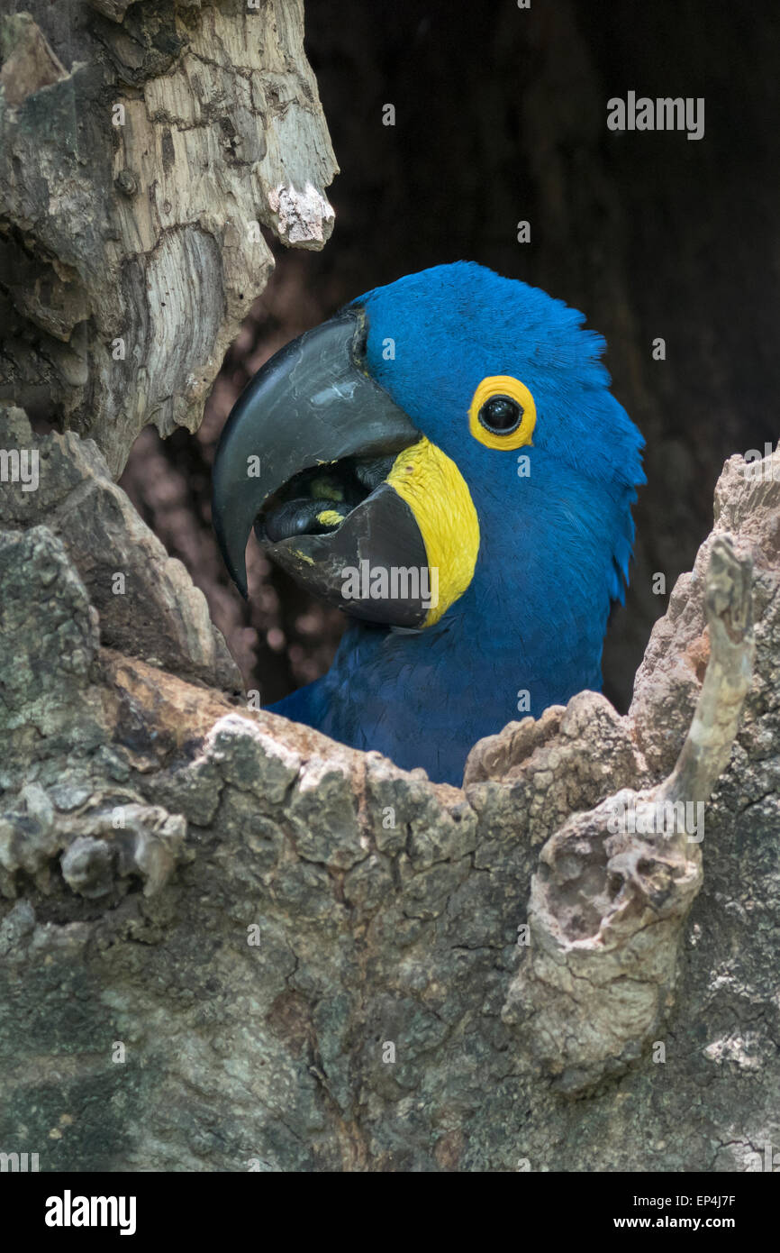 Hyacinth macaw peeking out from its nest, Porto Joffre, Rio Cuiaba ...