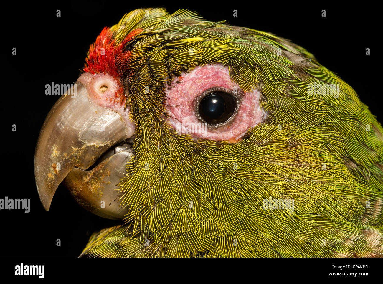 Pyrrhura hi-res stock photography and images - Alamy