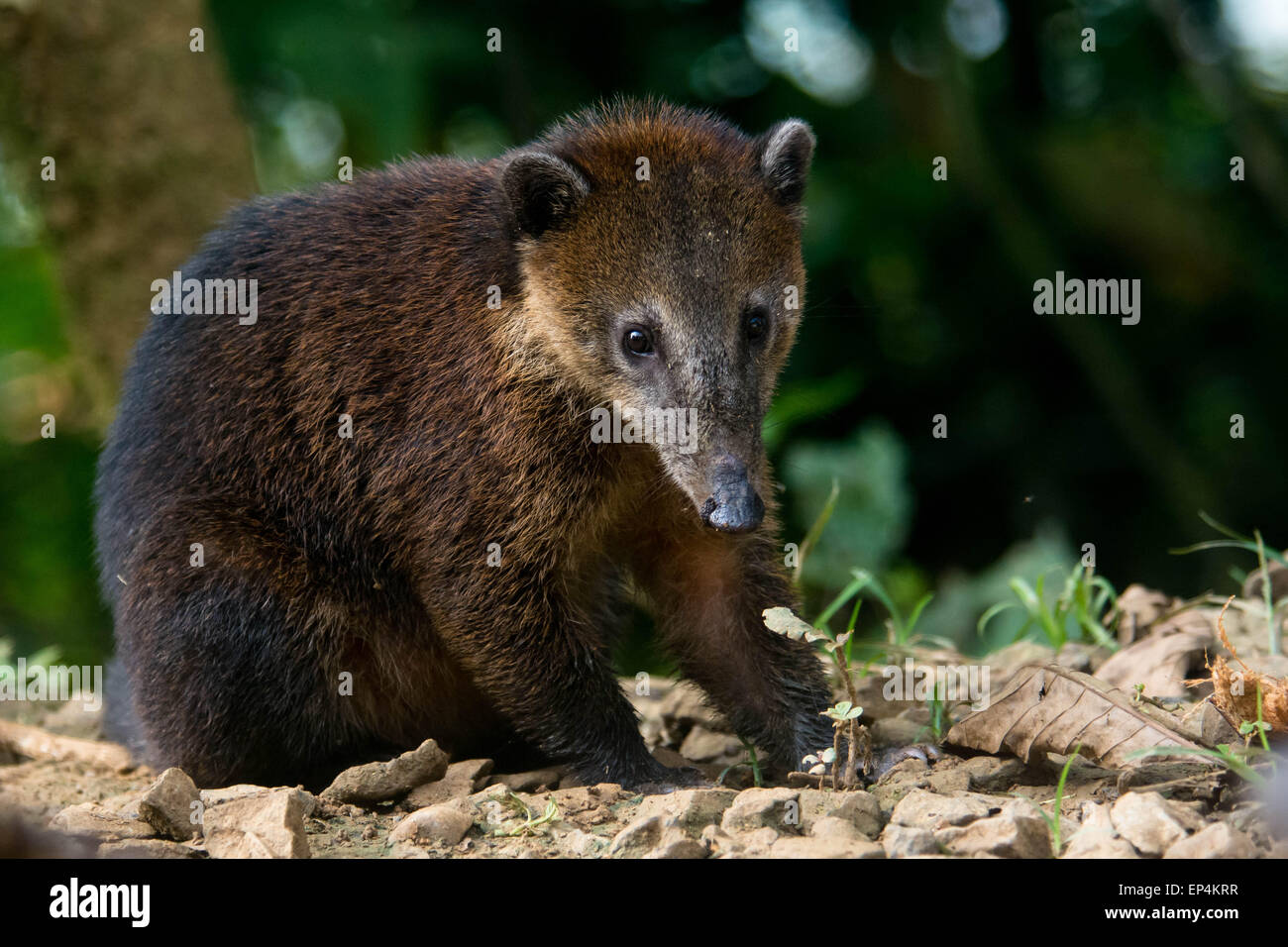 A South American Coati (Nasua nasua) looks curiously at the ...