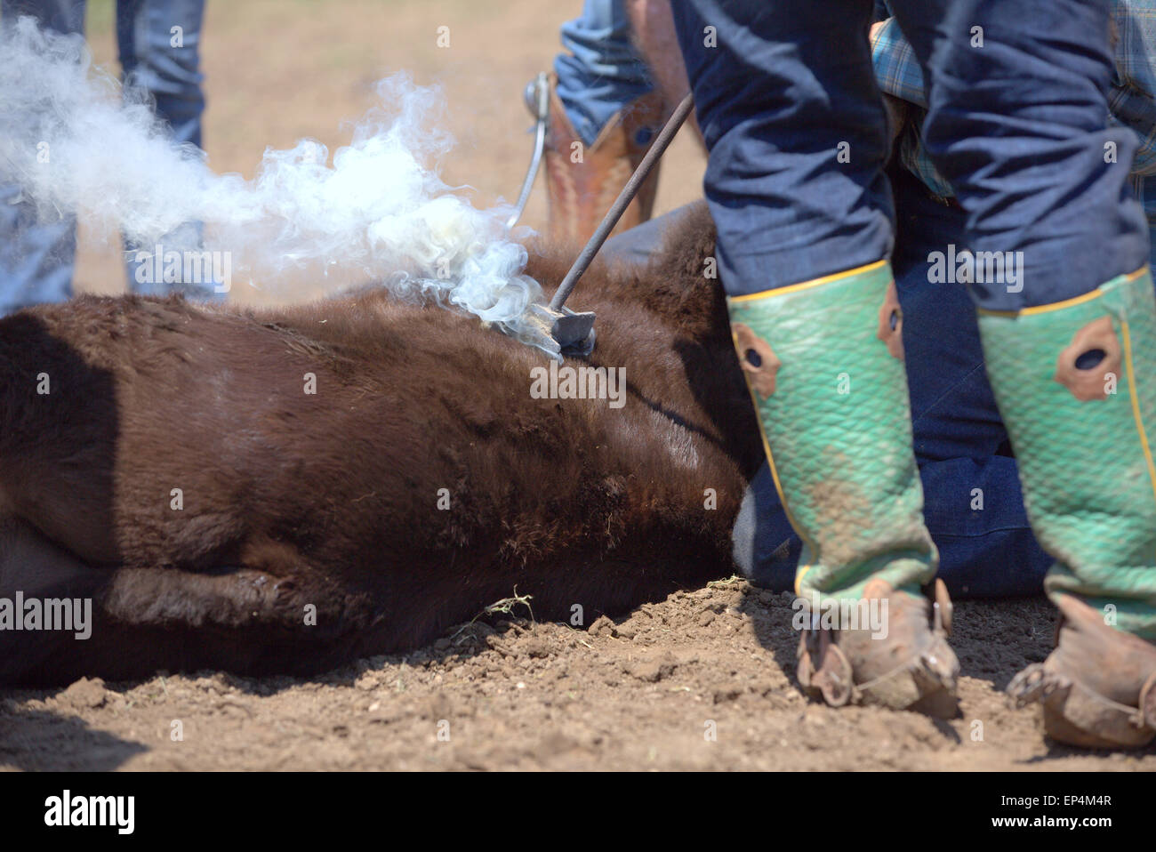 Calf branding working cowboys hi-res stock photography and images - Alamy