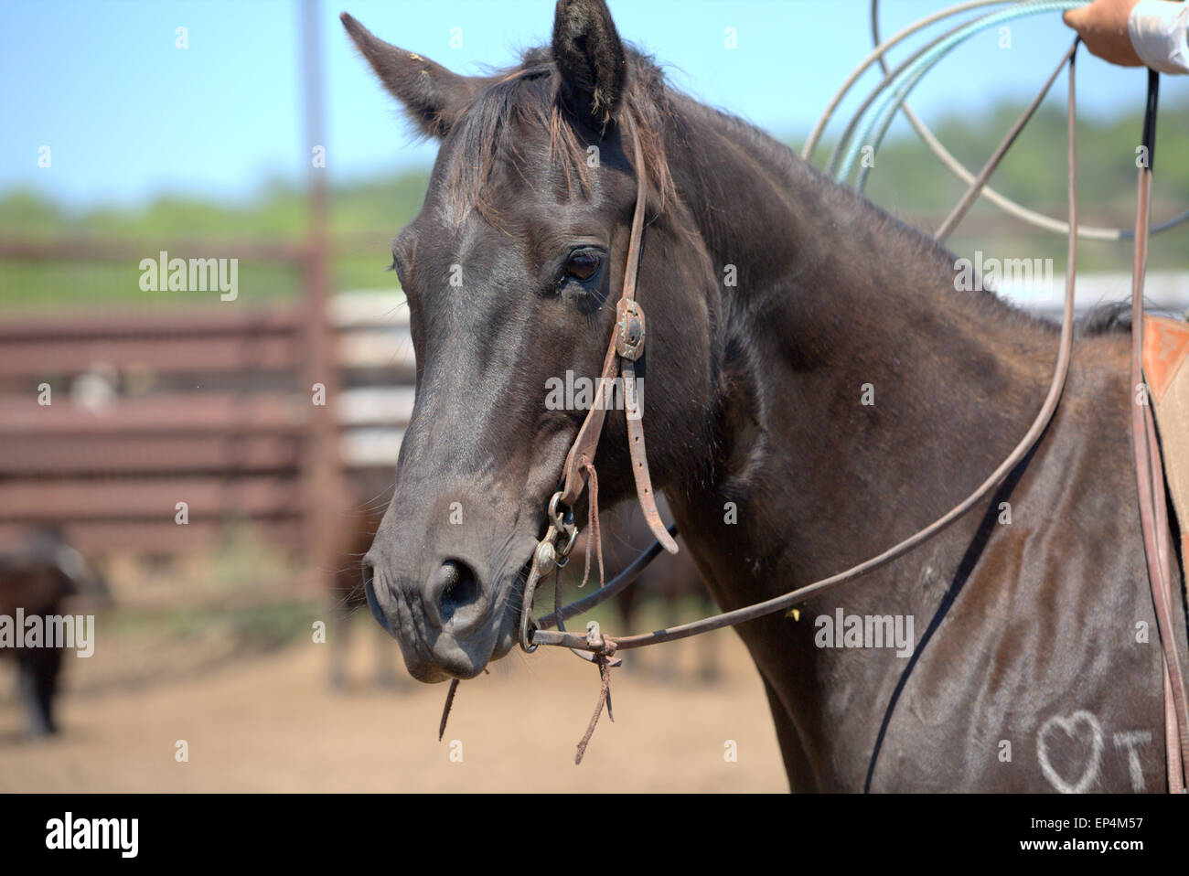 horse getting ready to work Stock Photo - Alamy