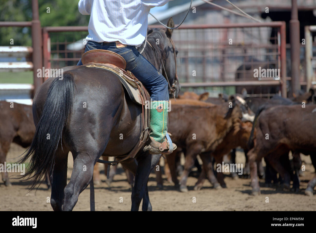 horse & rider roping calf Stock Photo - Alamy