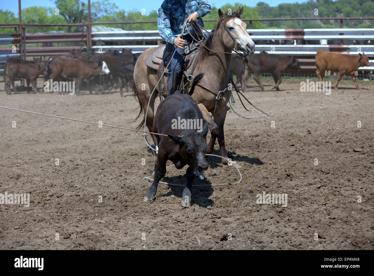 Calf rope hi-res stock photography and images - Alamy