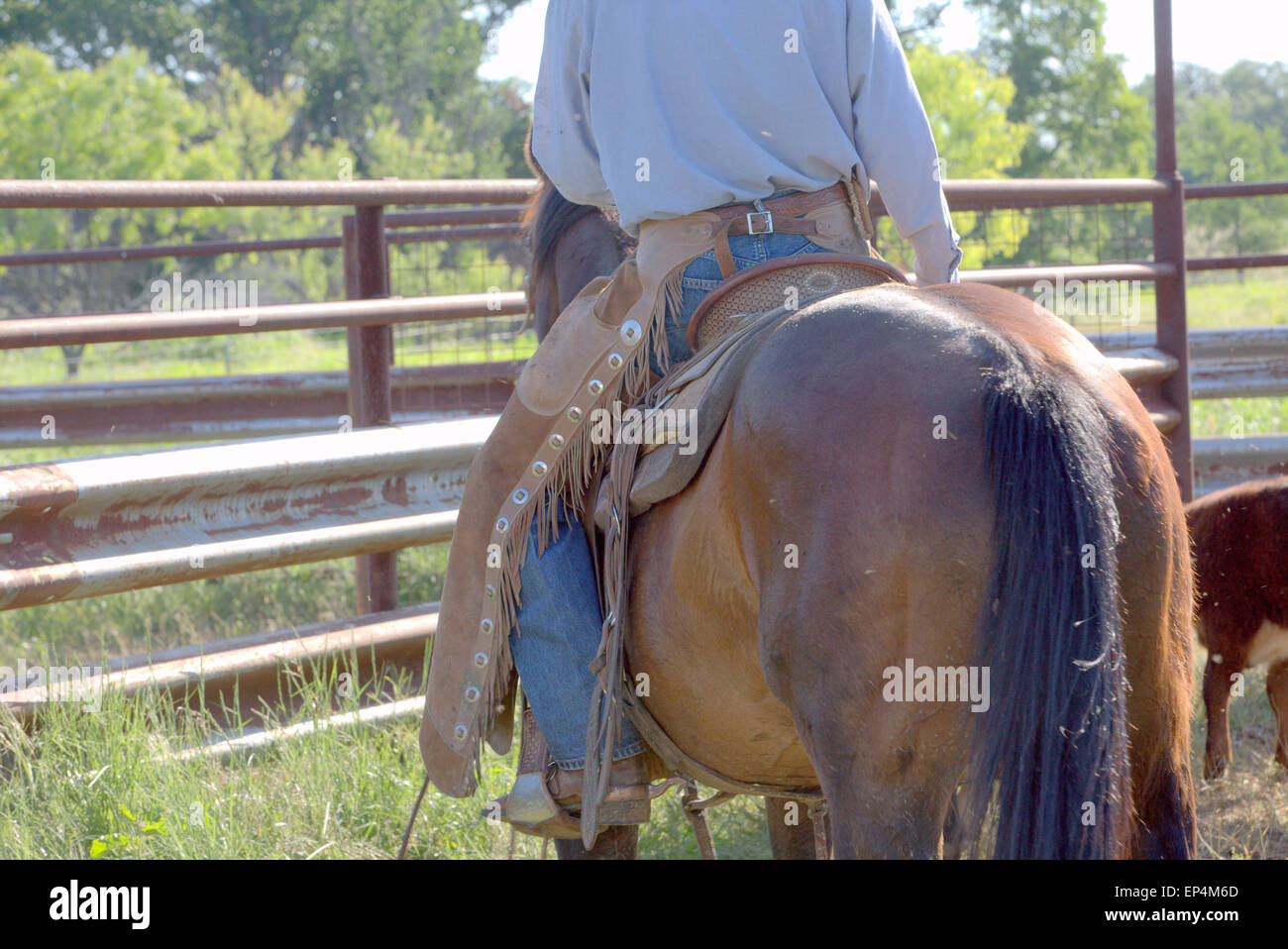 Horse & rider Stock Photo - Alamy