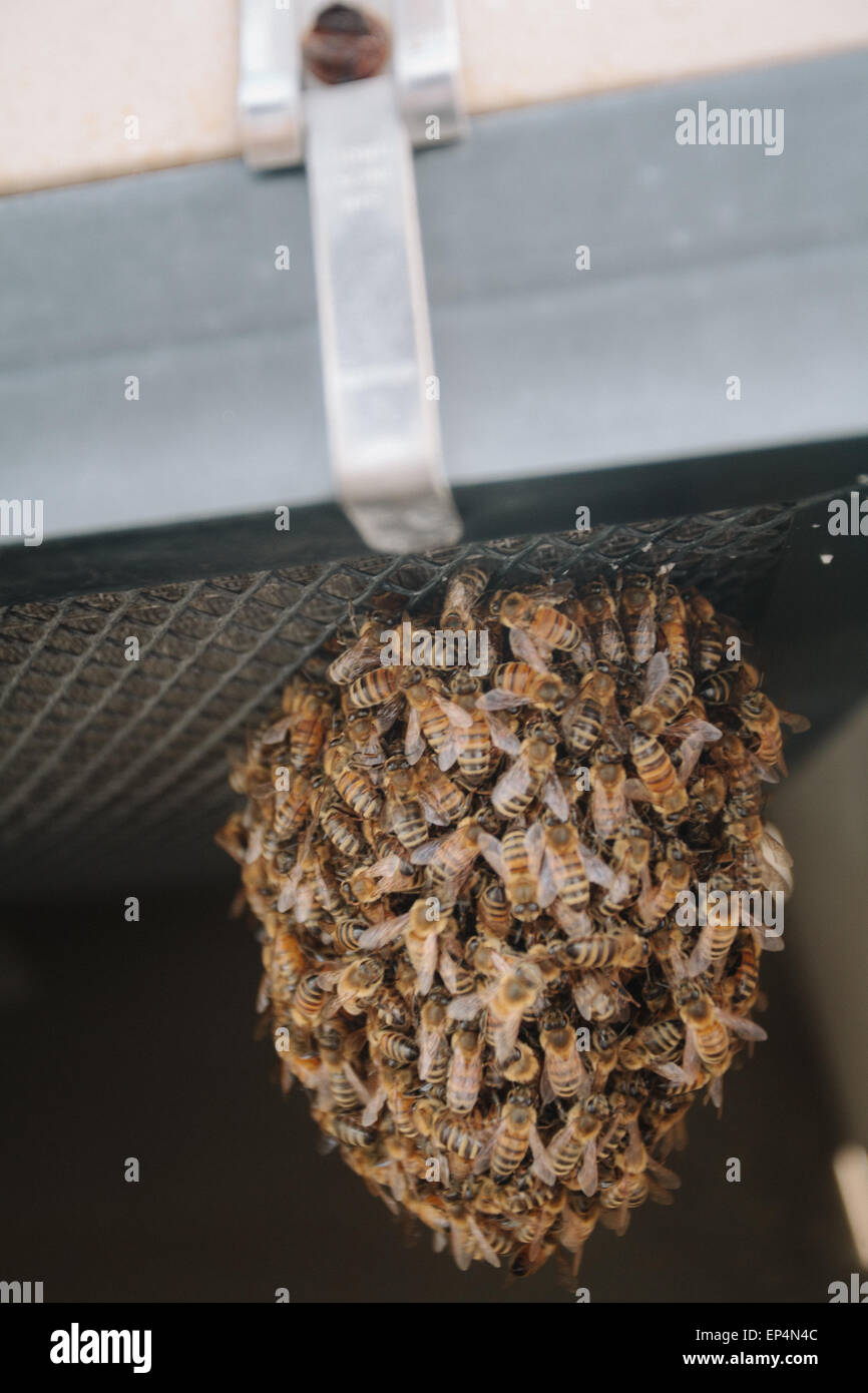 Bee hive in an air duct Stock Photo - Alamy