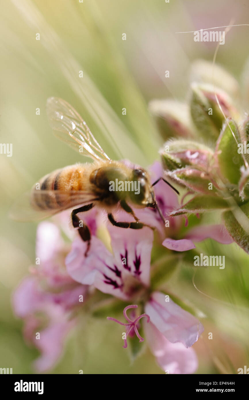 Forage on flowers hi-res stock photography and images - Alamy