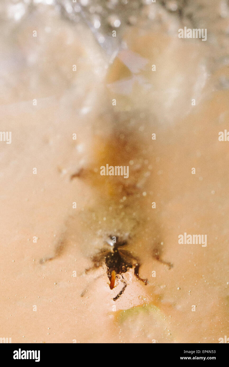 A bee foraging on honey Stock Photo - Alamy