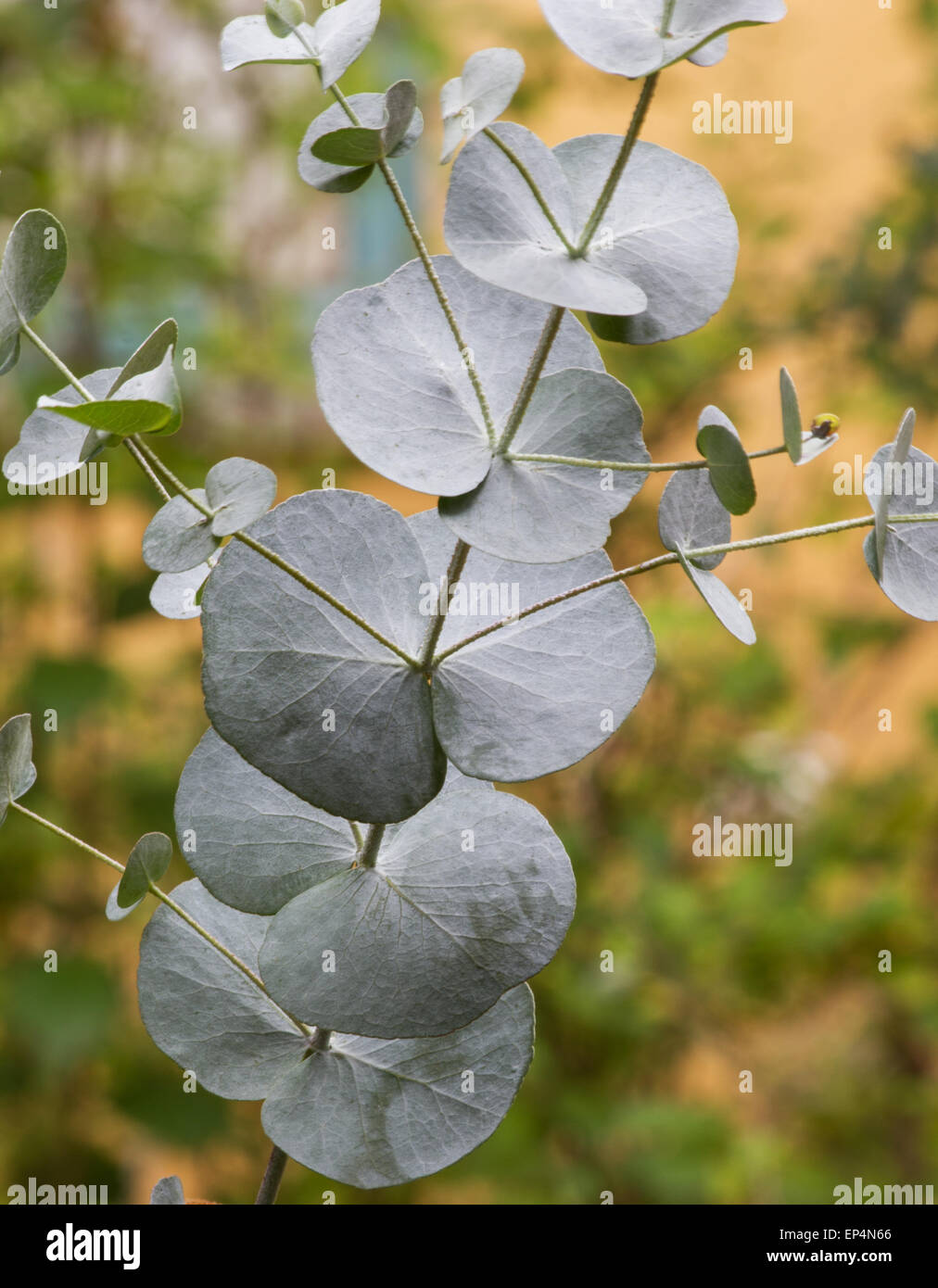 Eucalyptus globulus leaves on natural background Stock Photo - Alamy