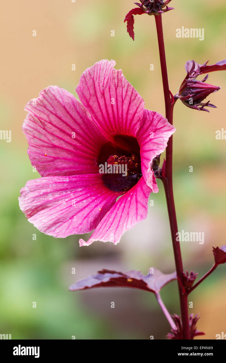 Roselle (Hibiscus sabdariffa) plant and flower Stock Photo - Alamy