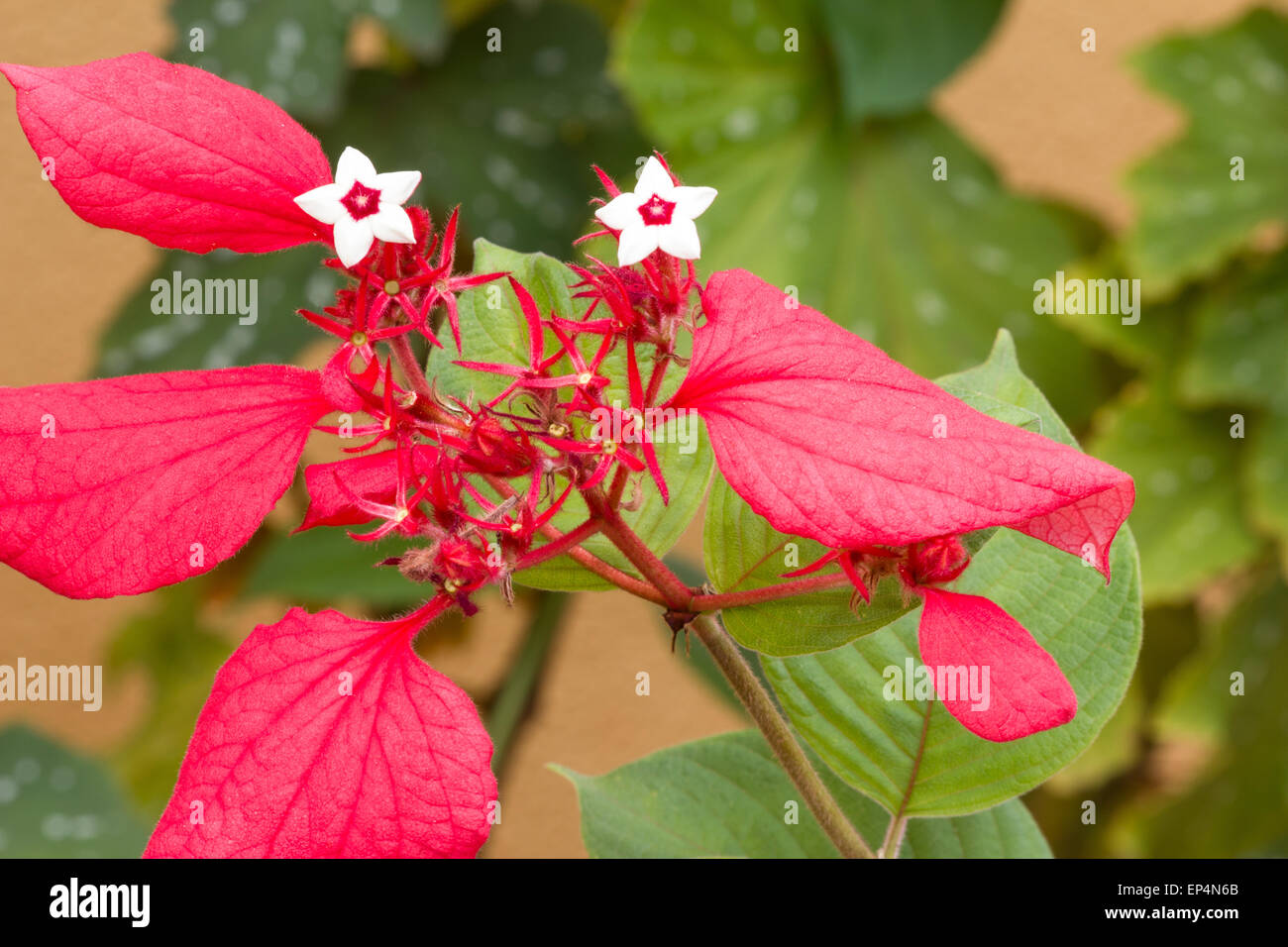 African Quisqualis - Quisqualis falcata var. mussaendiflora plant in ...