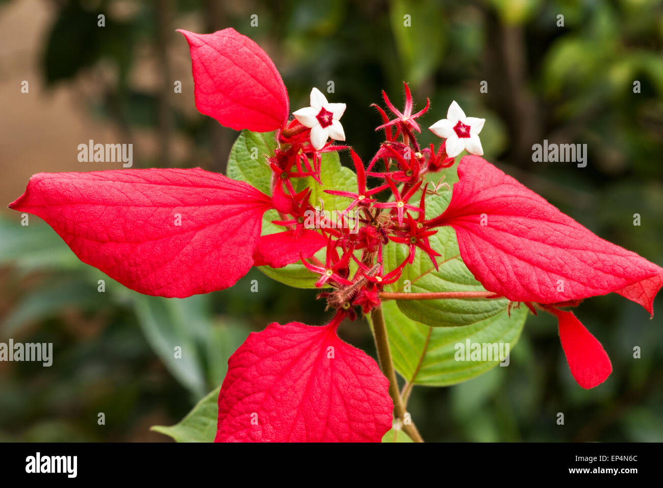 African Quisqualis - Quisqualis falcata var. mussaendiflora plant in ...