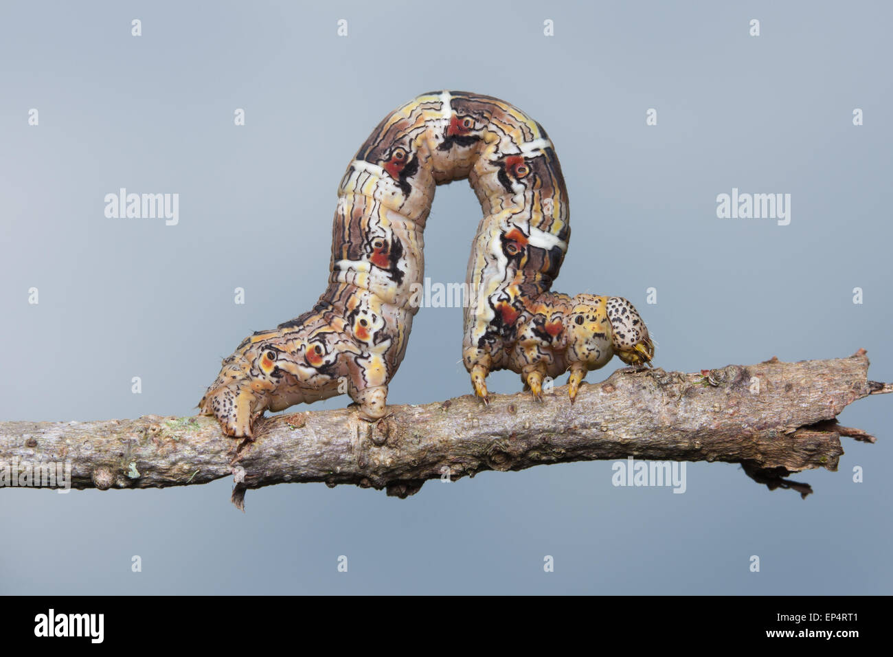 A Woolly Gray Moth (Lycia ypsilon) caterpillar (larva) mimics a twig ...