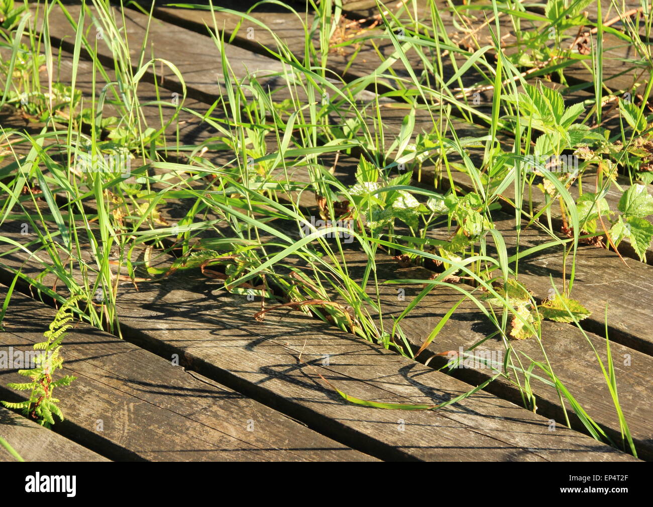 Weed and grass growing between wooden plank floor Stock Photo - Alamy