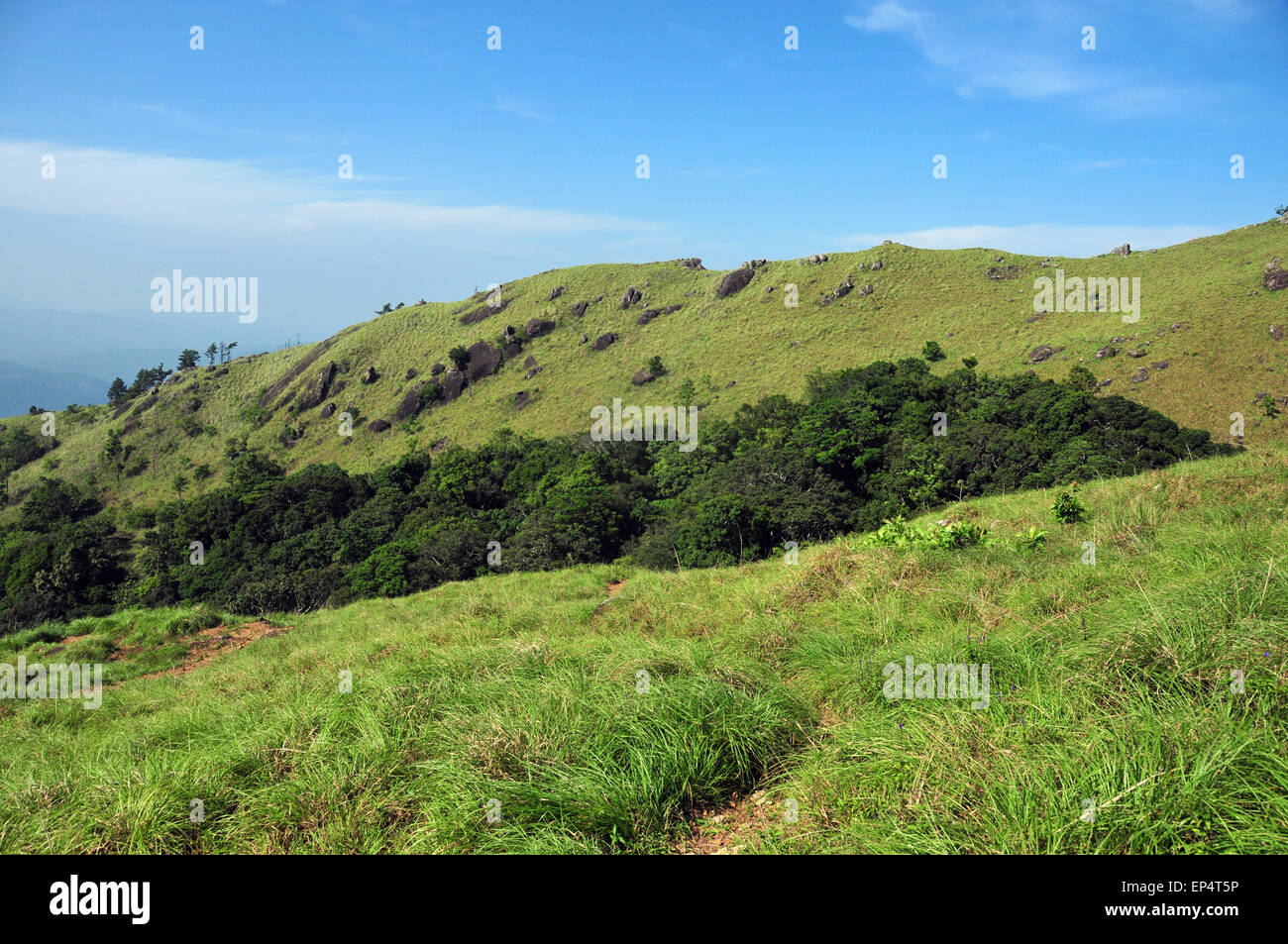 Kerala forest hi-res stock photography and images - Alamy