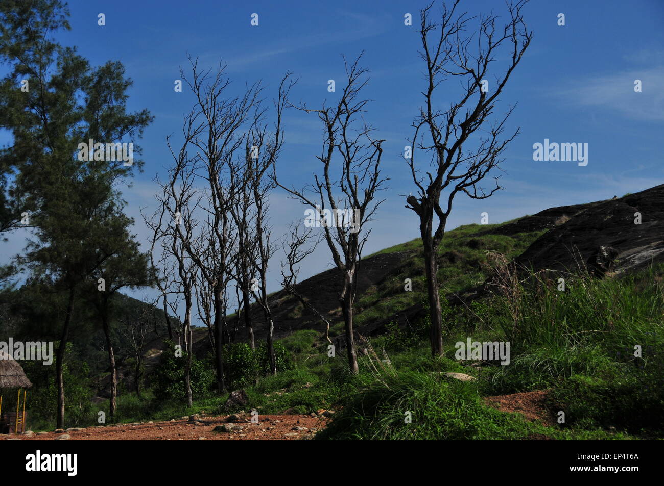 Tress hi-res stock photography and images - Alamy