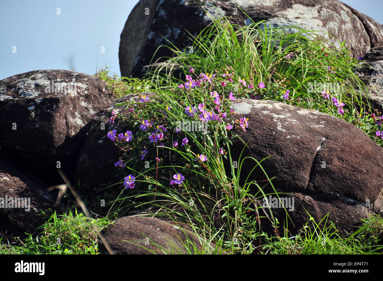 Rock & flowers Stock Photo - Alamy