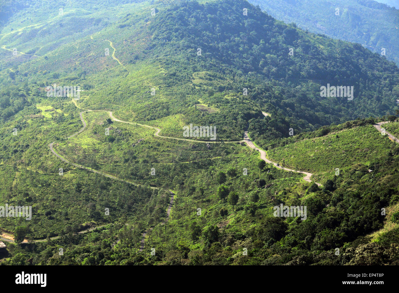 Top view of a plantation Stock Photo - Alamy