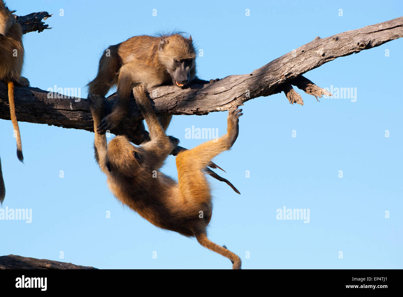 Primate social fighting hi-res stock photography and images - Alamy