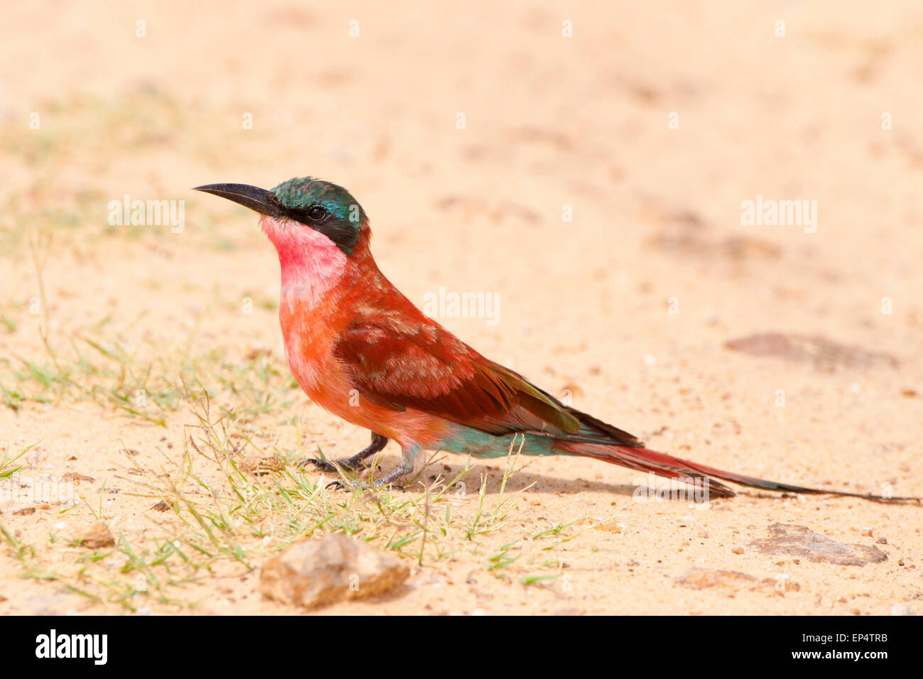 Migratory bees hi-res stock photography and images - Alamy