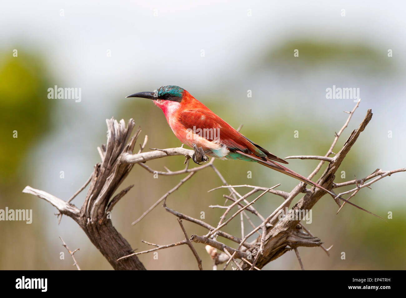 Migratory bees hi-res stock photography and images - Alamy