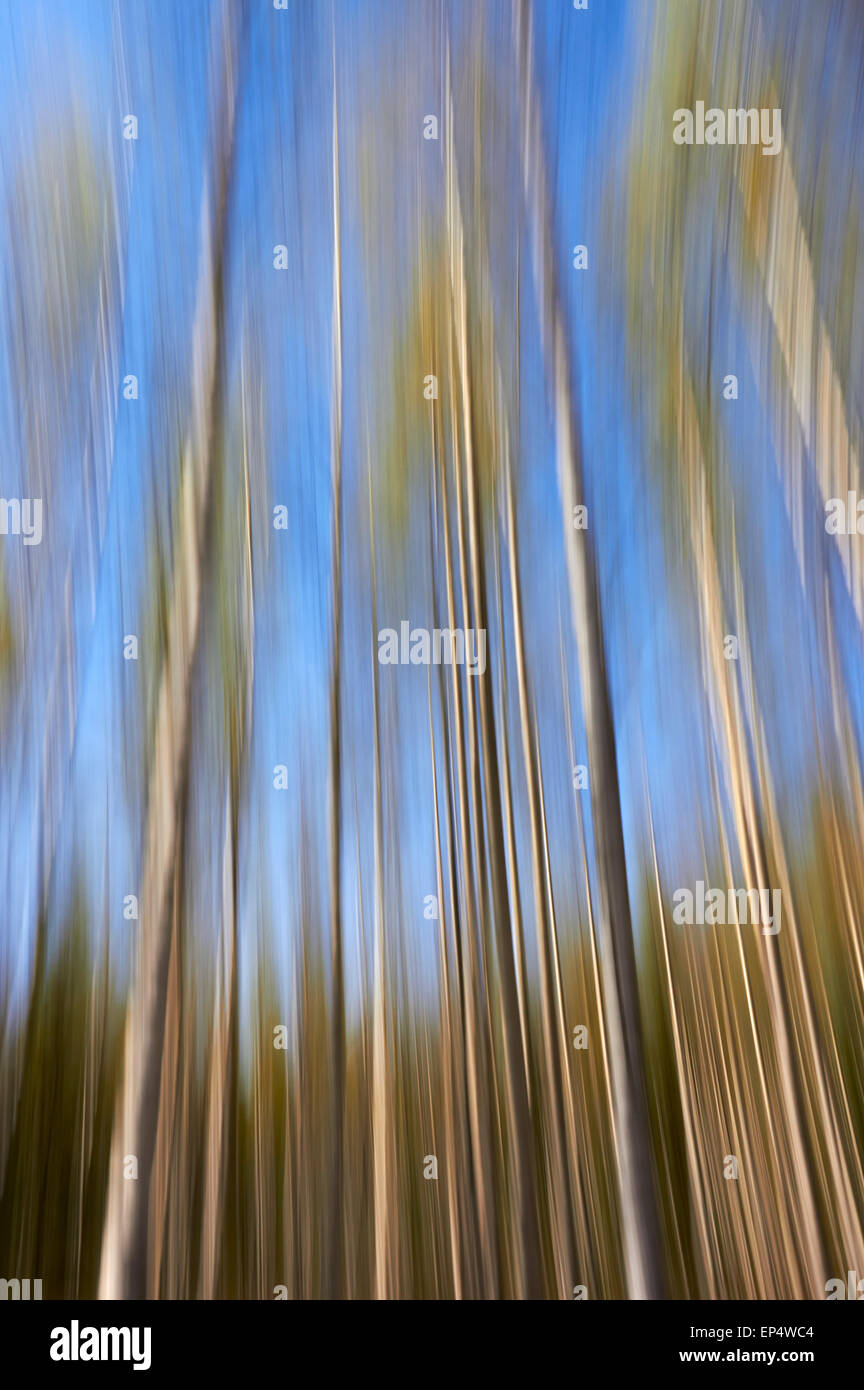blurred forest scene, Finland Stock Photo - Alamy