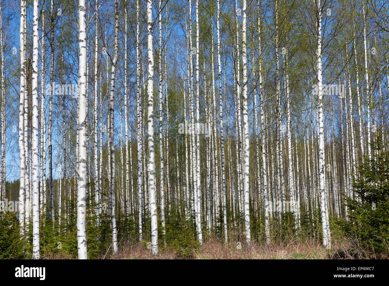 Birch tree trunks hi-res stock photography and images - Alamy