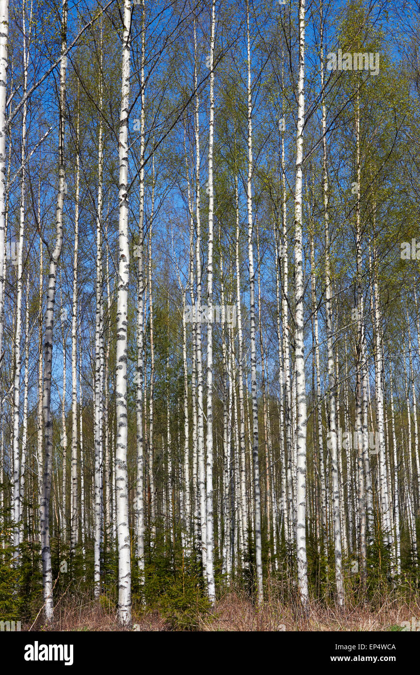 Common white birch hi-res stock photography and images - Alamy