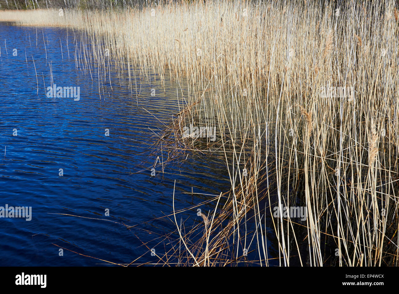 Shore reeds hi-res stock photography and images - Alamy