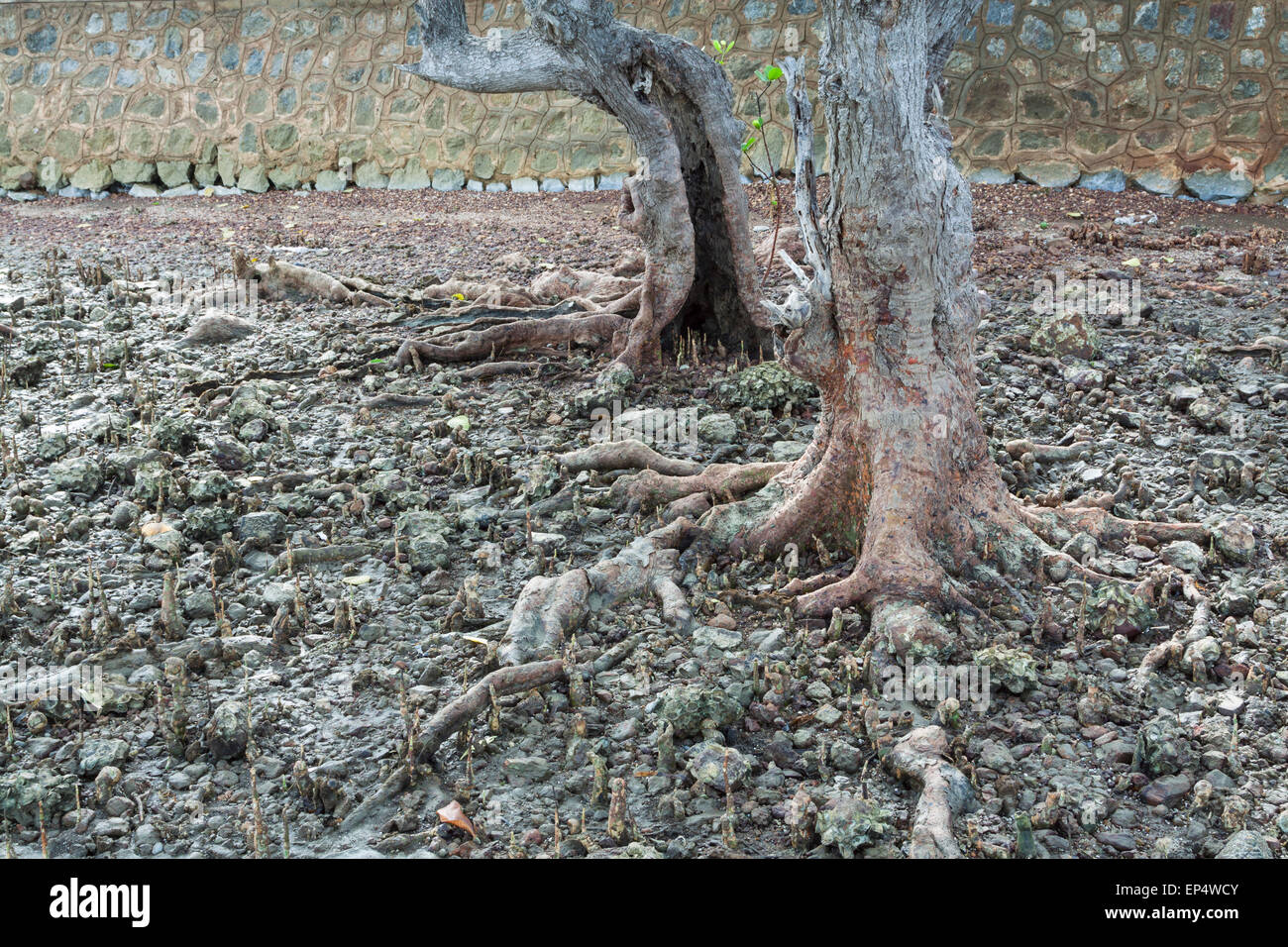 The trunk of a mangrove hi-res stock photography and images - Alamy