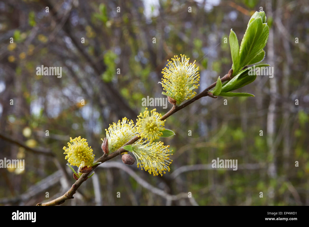 At blooming hi-res stock photography and images - Alamy